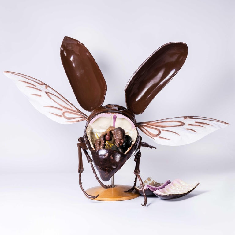 Exceptional Large Beetle University Teaching Model For Sale at 1stDibs