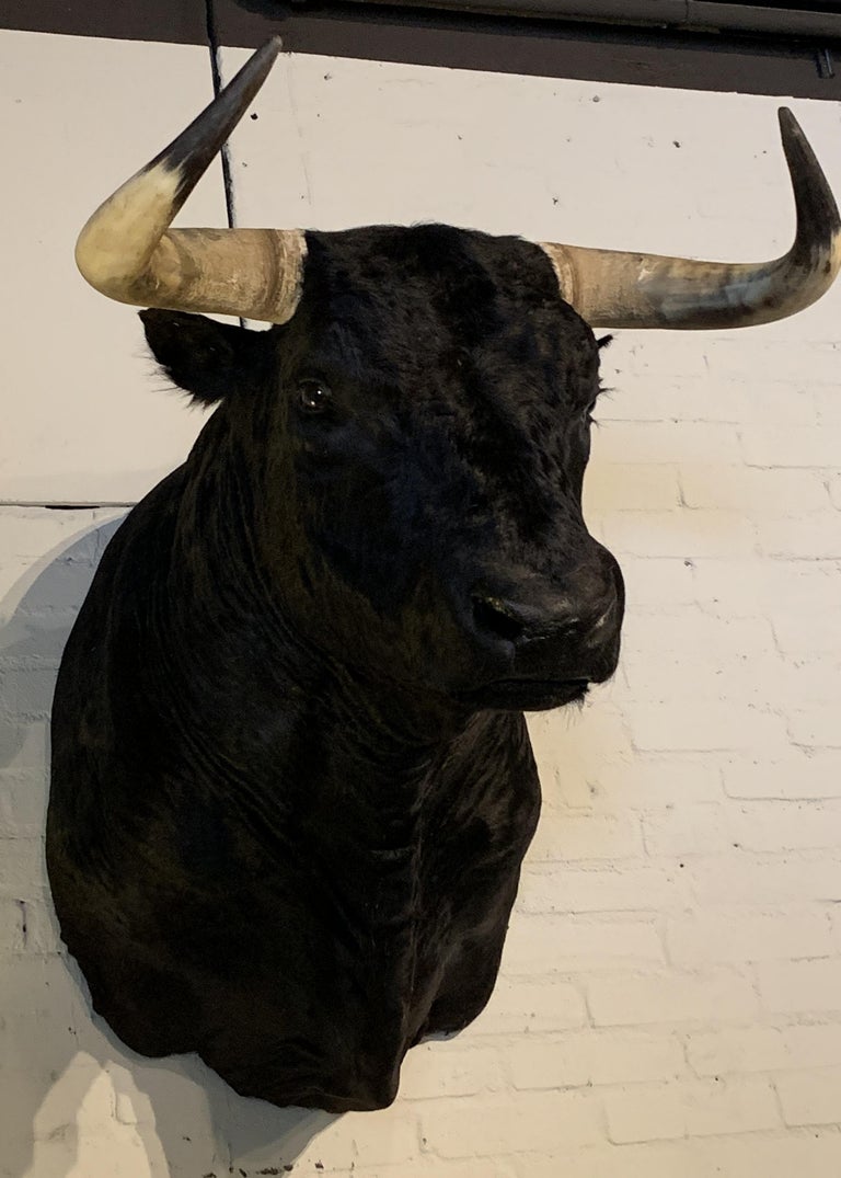 Exclusive Piece of Taxidermy Spanish Bulls Head at 1stDibs | taxidermy ...