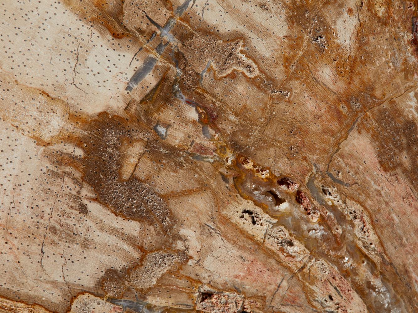 Exquisite Petrified Wood from Africa: A Timeless Masterpiece For Sale ...