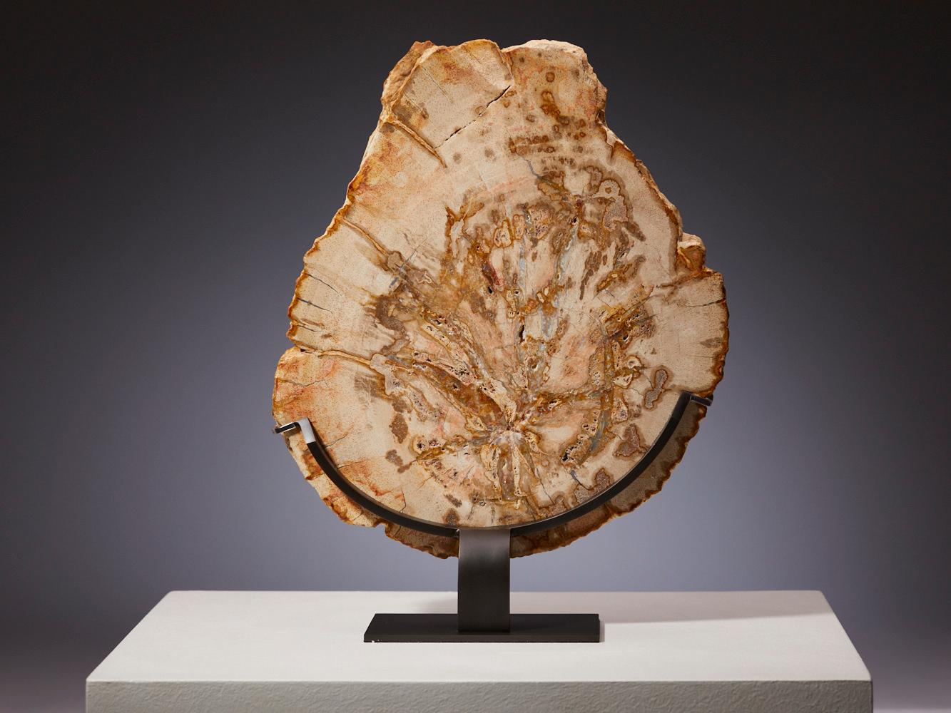 Exquisite Petrified Wood from Africa: A Timeless Masterpiece For Sale ...