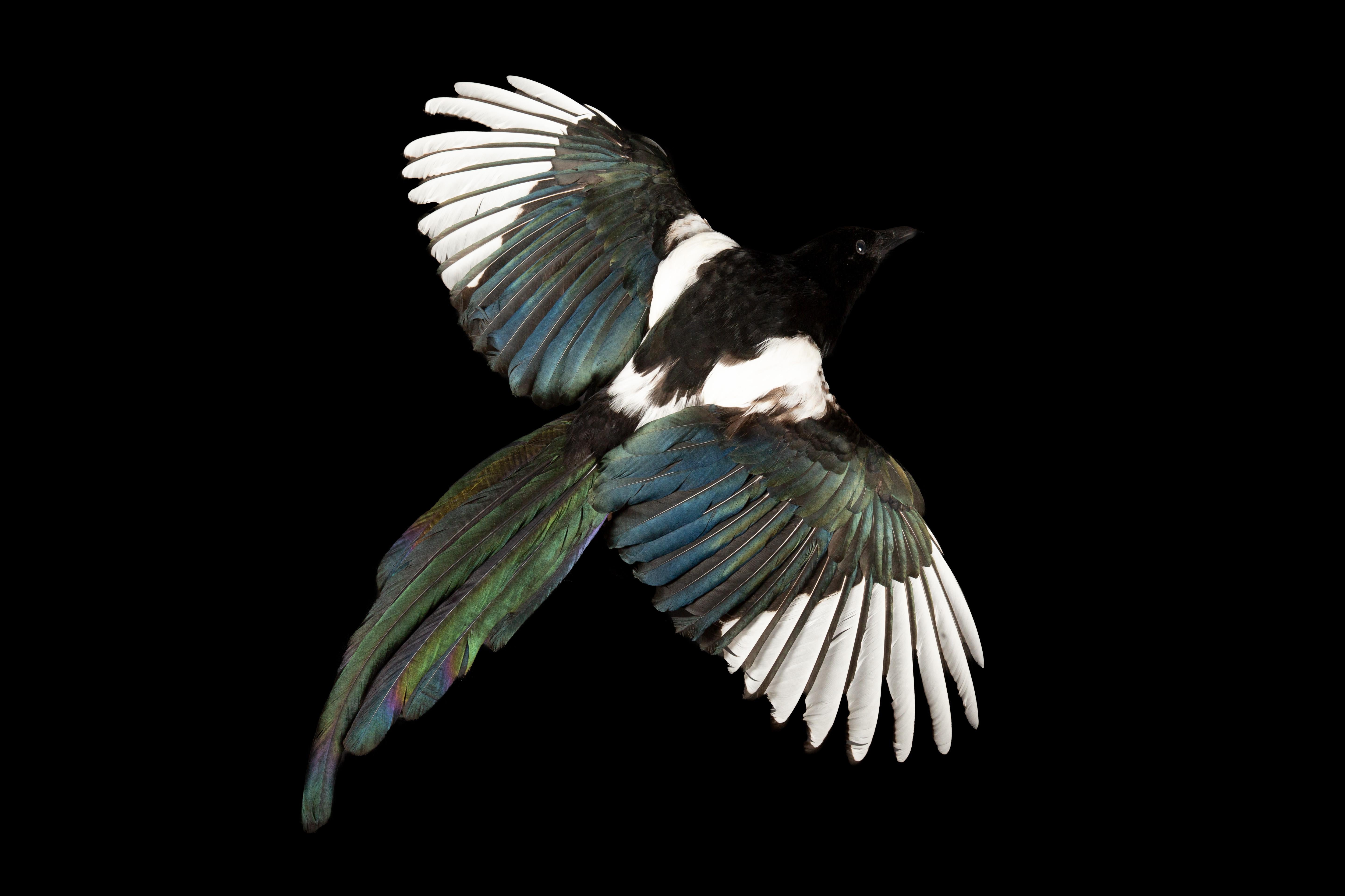 Exquisite Taxidermy: The Eurasian Magpie - A Captivating Avian Specimen ...