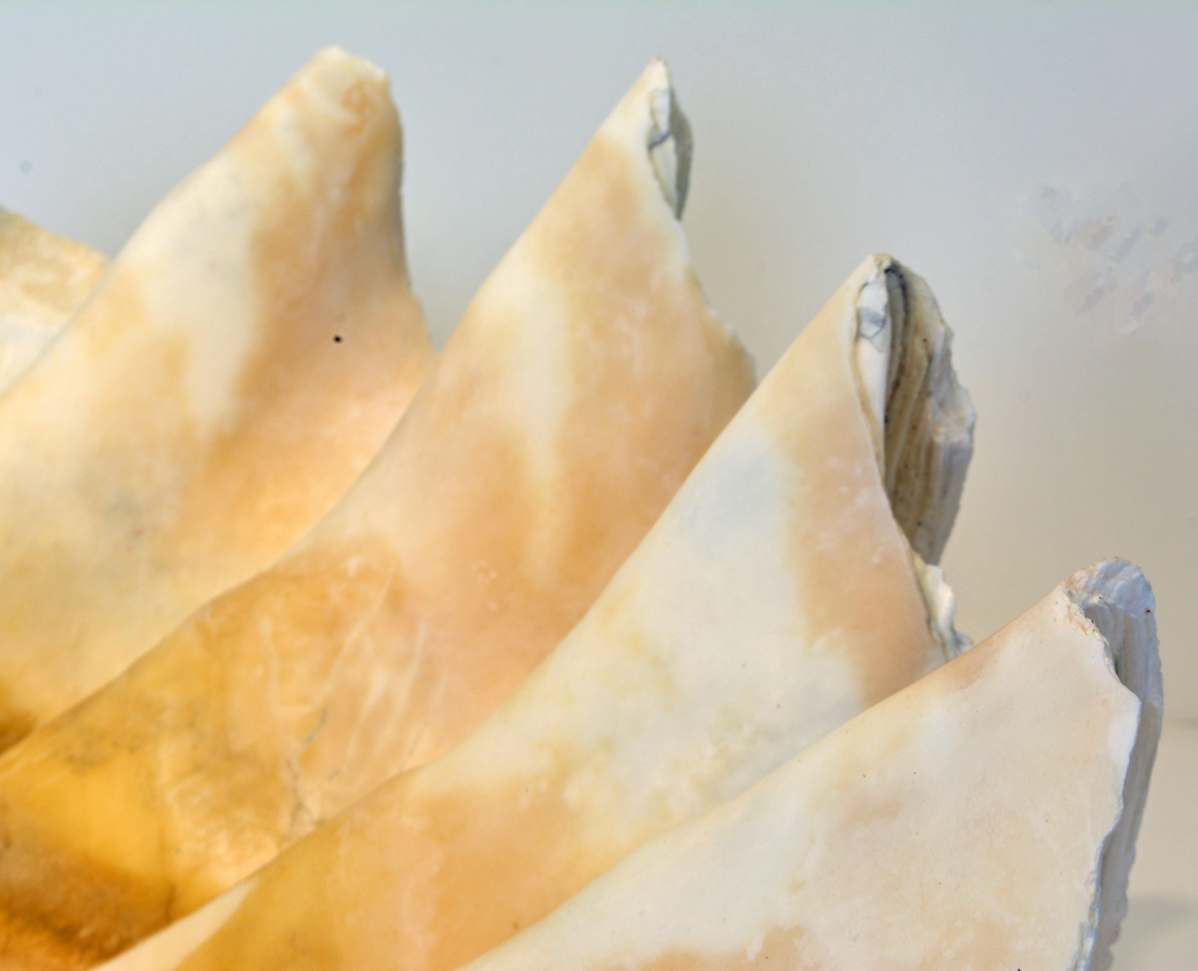 Extra Large Natural Tridacna Gigas High Elbow Clam Shell at 1stDibs ...