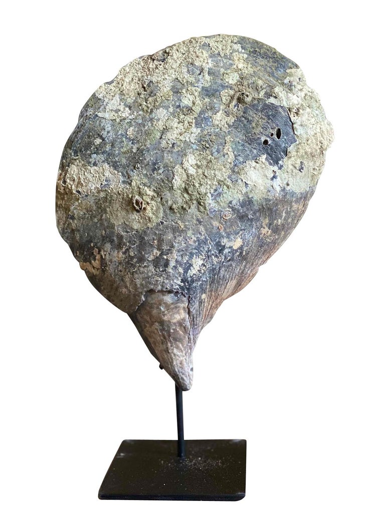 Extra Large Set of Three Mussel Shell Sculptures, Cambodia, 19th ...