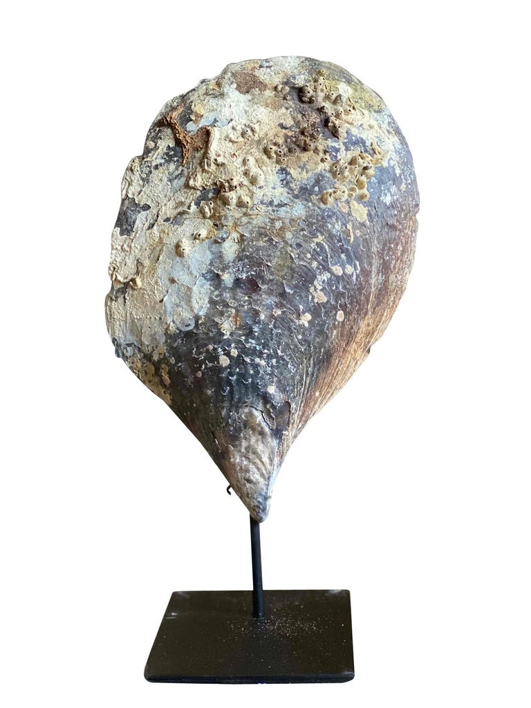 Extra Large Set of Three Mussel Shell Sculptures, Cambodia, 19th ...