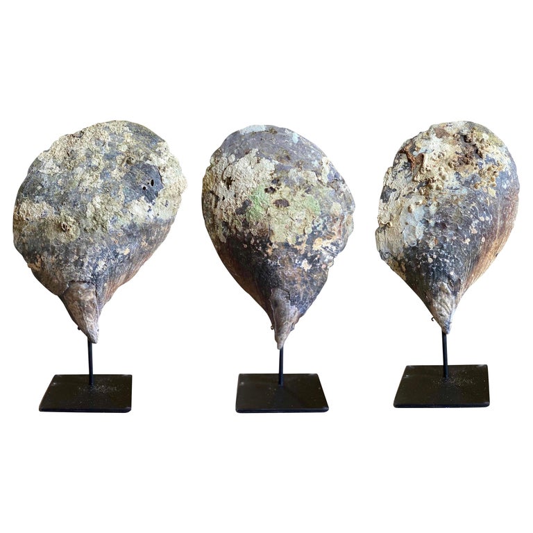 Extra Large Set of Three Mussel Shell Sculptures, Cambodia, 19th ...