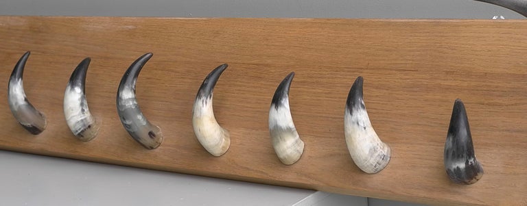 Extra Large Solid Oak, Steel and Cow Horn Wall Coat Rack, France, 1960 ...