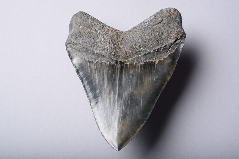 Extremely Large Megalodon Shark Tooth For Sale at 1stDibs