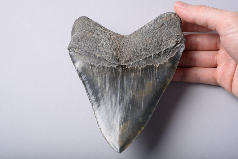 Extremely Large Megalodon Shark Tooth For Sale at 1stDibs