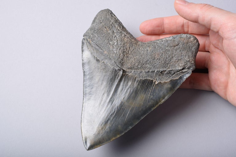 Extremely Large Megalodon Shark Tooth For Sale at 1stDibs