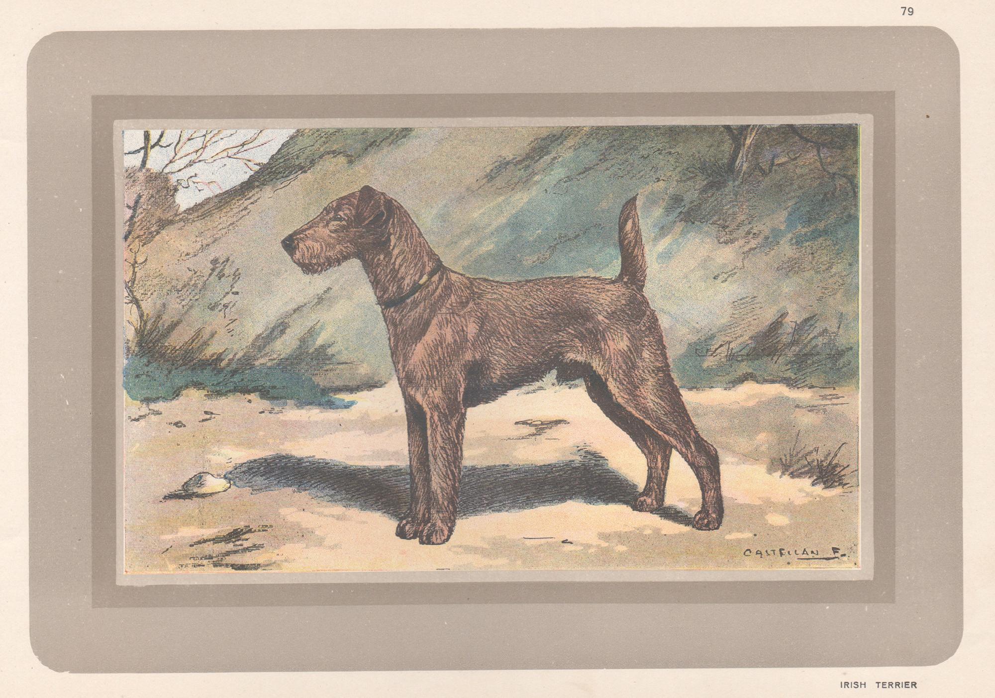 Irish Terrier, French hound dog chromolithograph print, 1931 For Sale ...