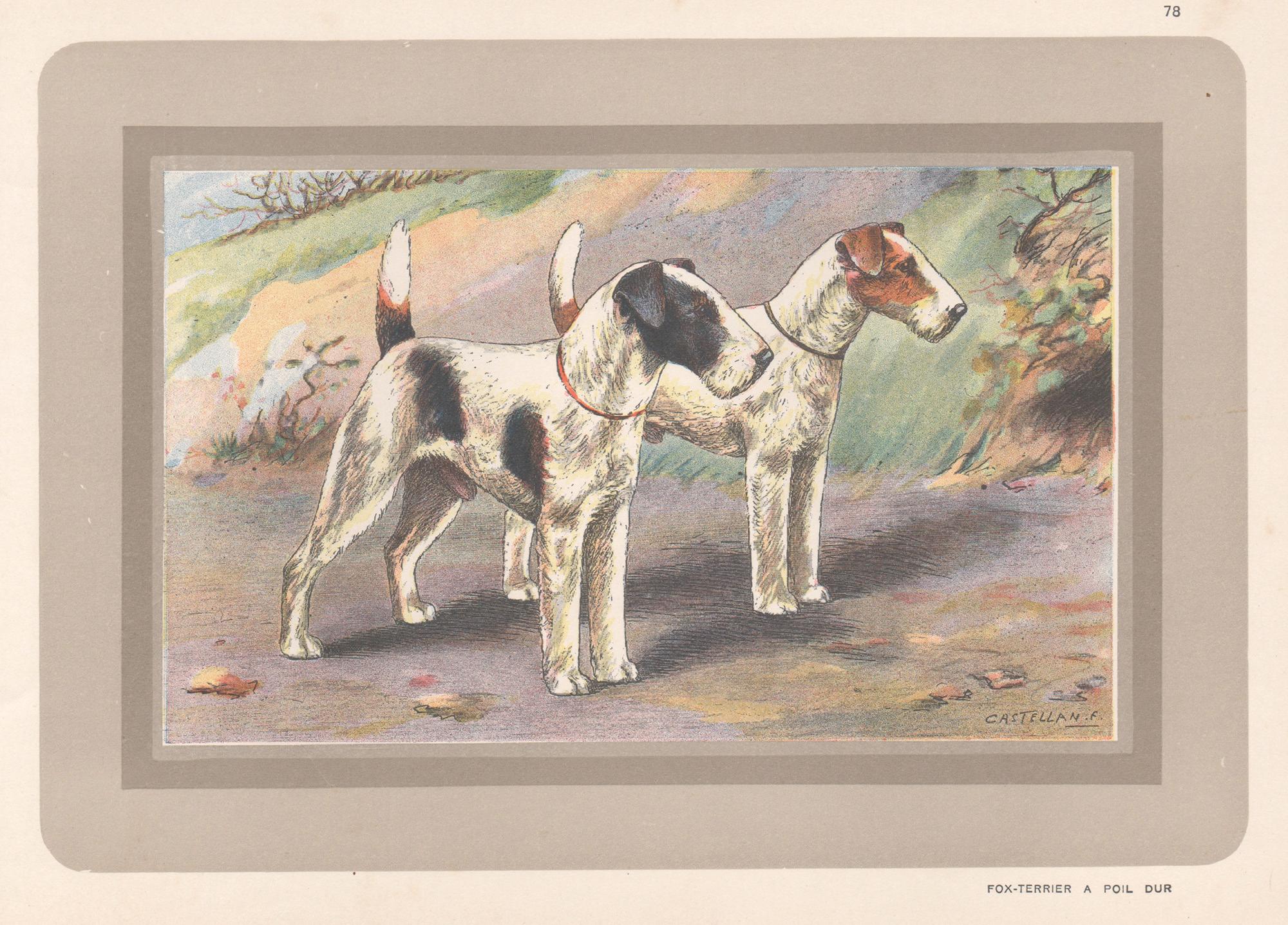 Smooth Haired Fox Terrier, French hound dog chromolithograph print ...