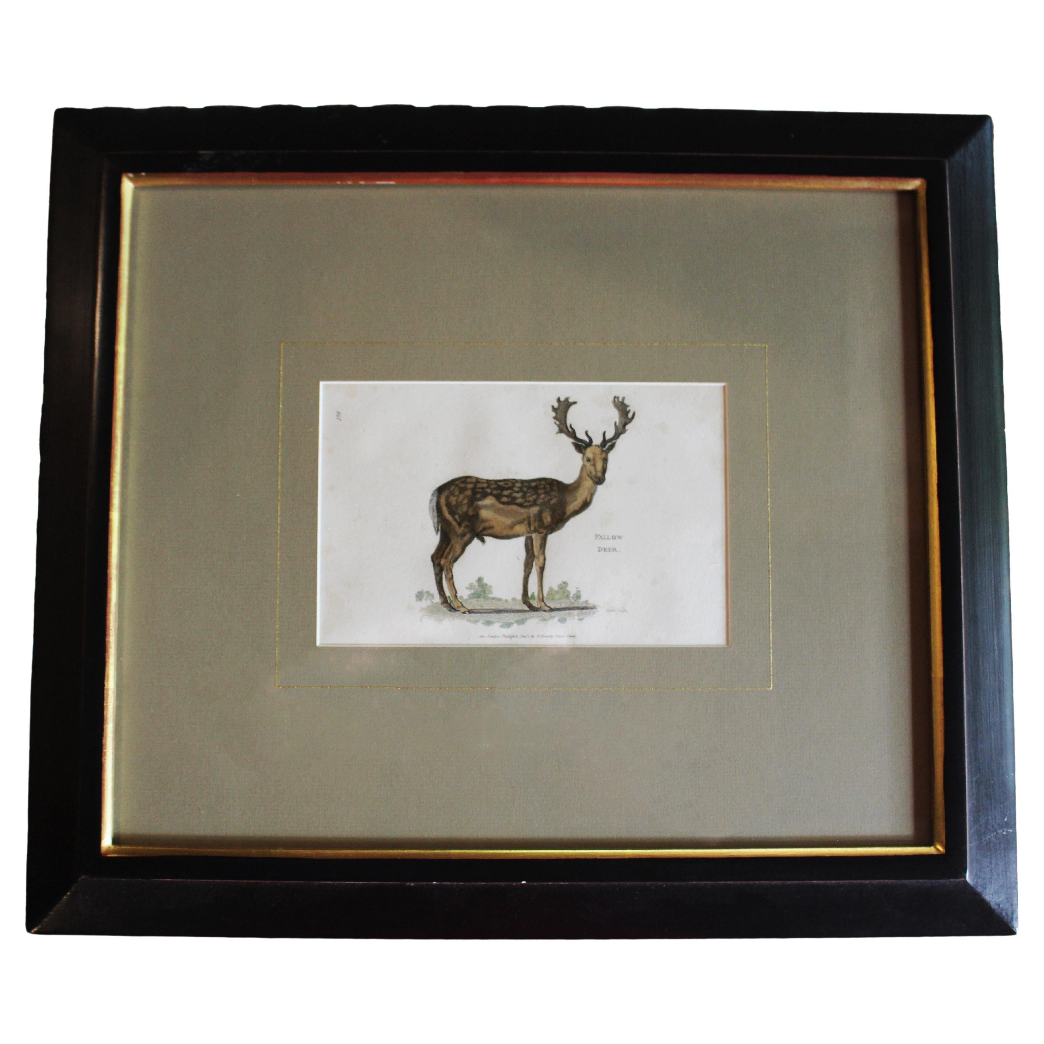 Fallow Deer Engraved Print from George Shaw's "Systematic Natural ...