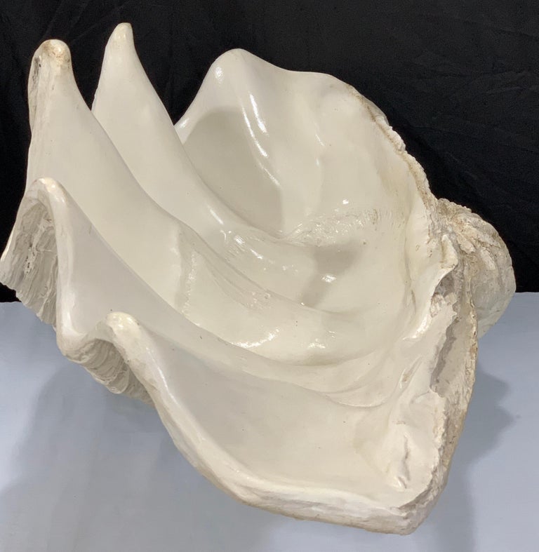 Faux Giant Tridacna Clam Shell at 1stDibs