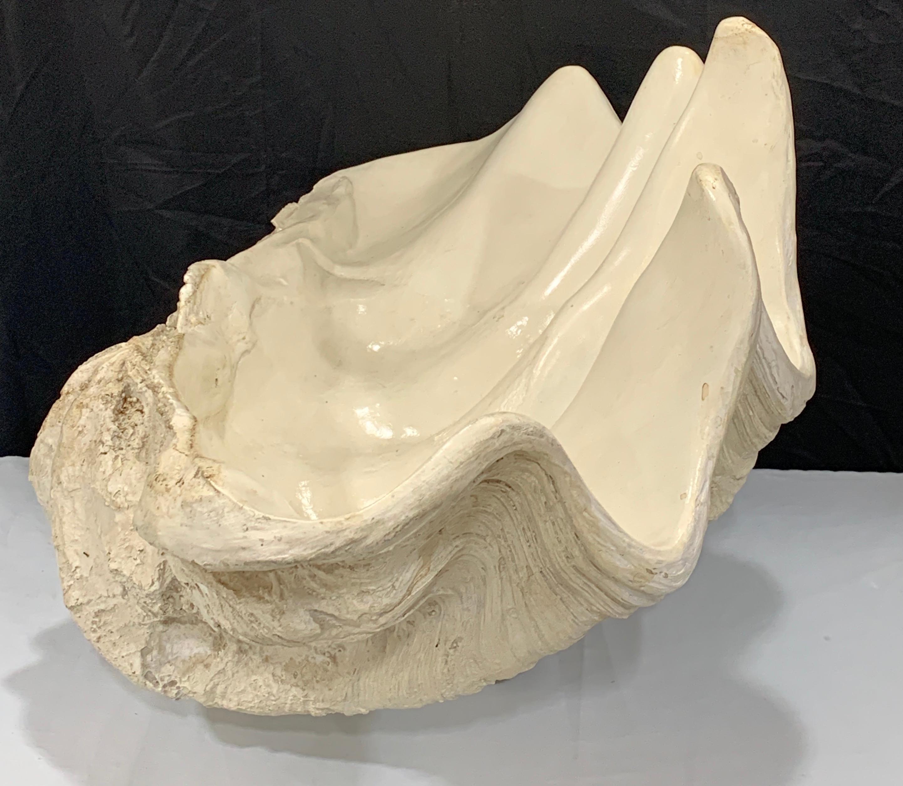 Faux Giant Tridacna Clam Shell at 1stDibs | faux giant clam shell