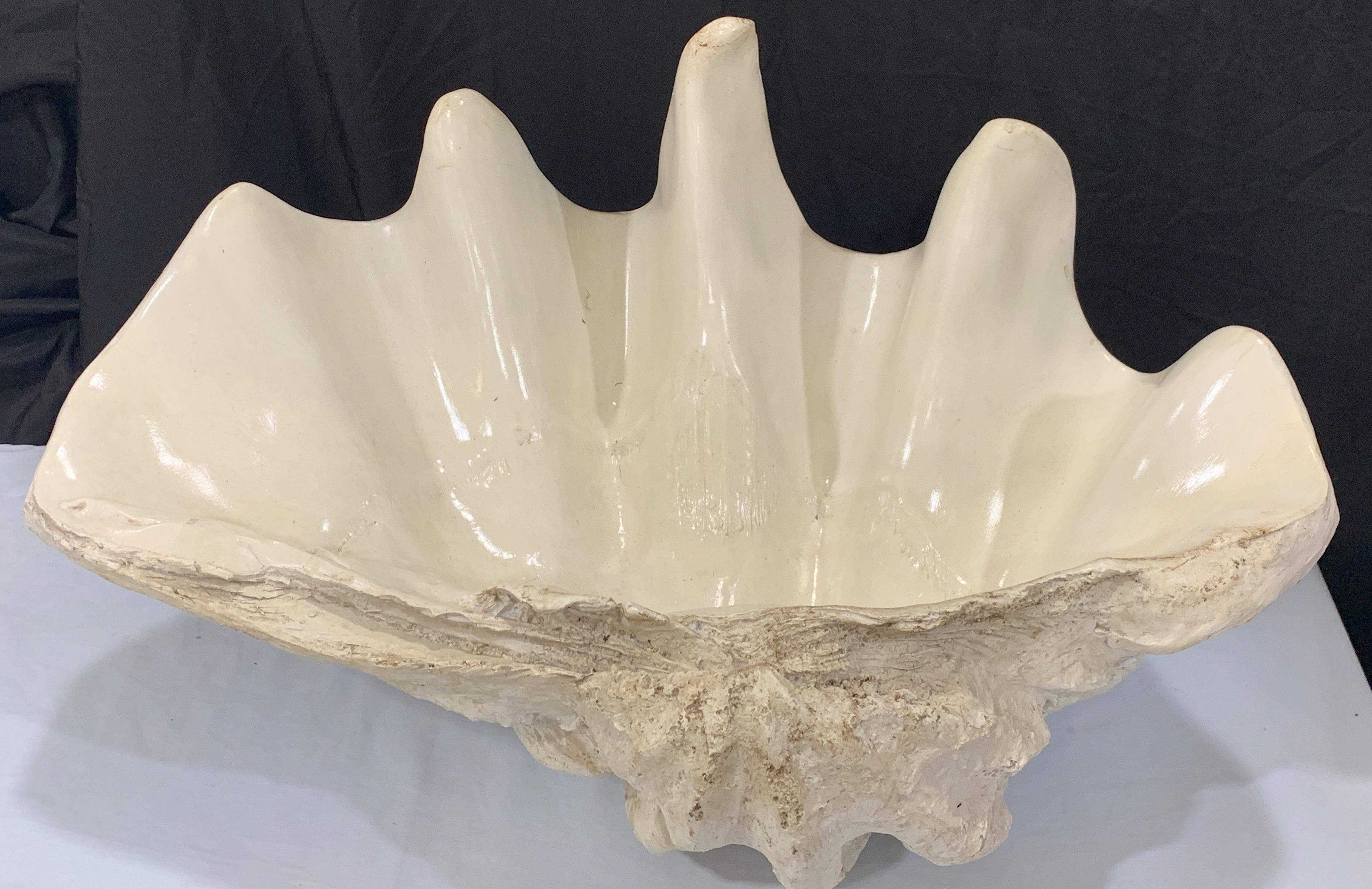 Faux Giant Tridacna Clam Shell at 1stDibs | faux giant clam shell