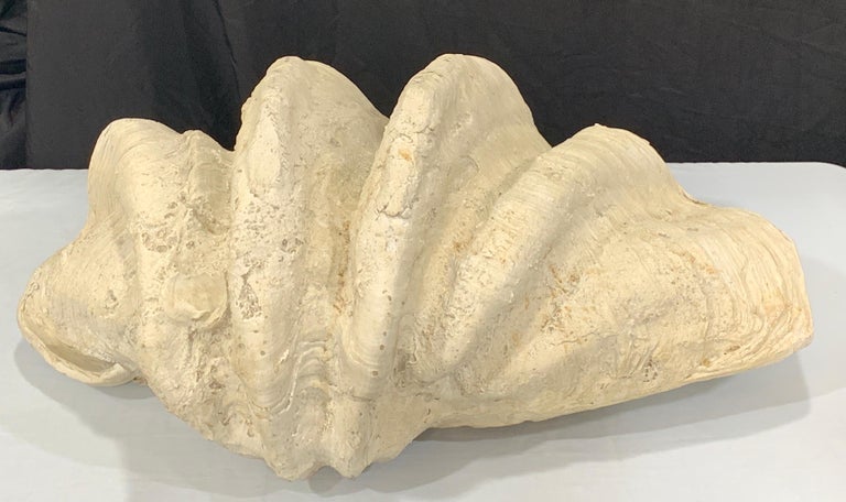 Faux Giant Tridacna Clam Shell at 1stDibs