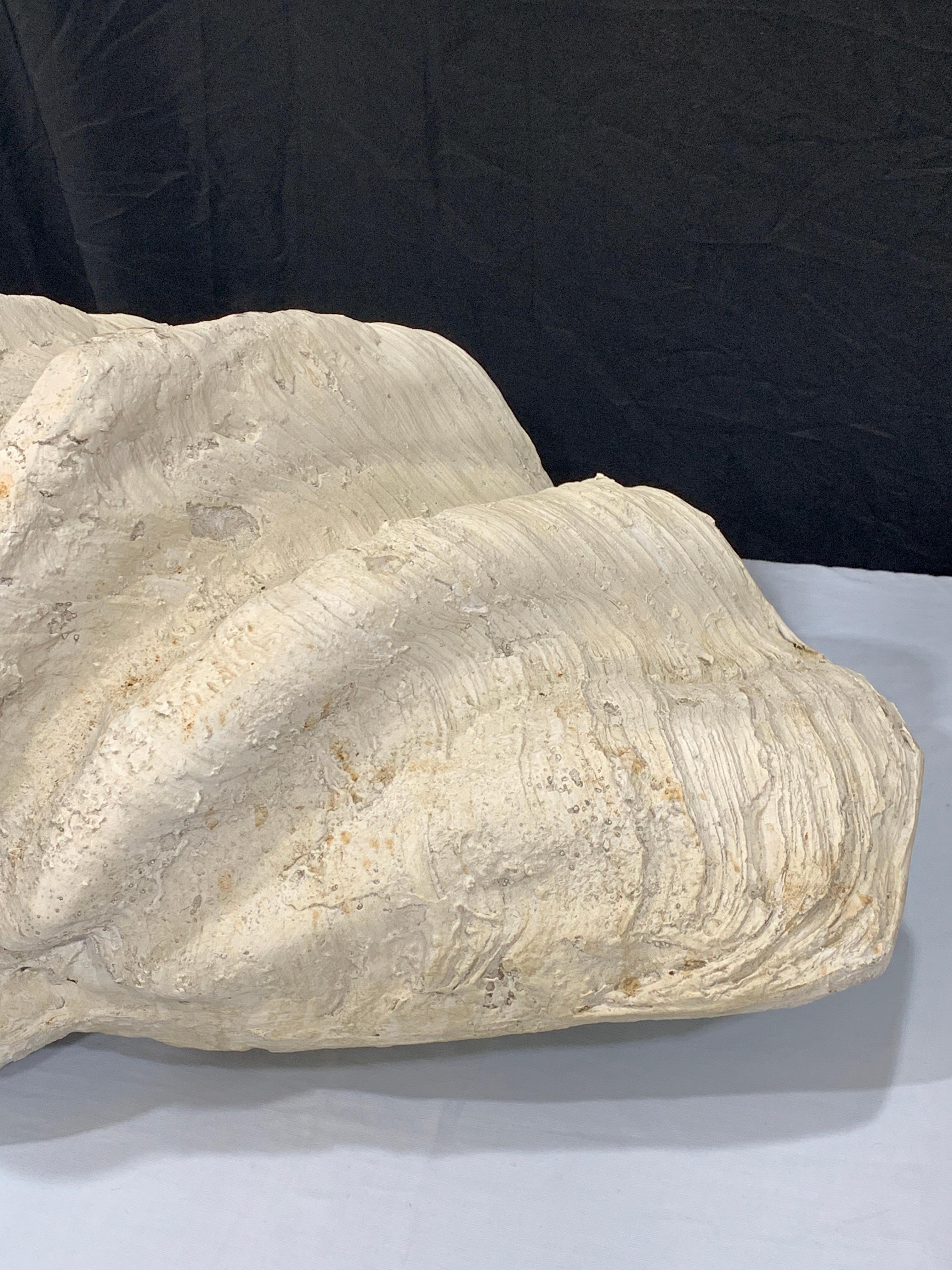 Faux Giant Tridacna Clam Shell at 1stDibs | faux giant clam shell
