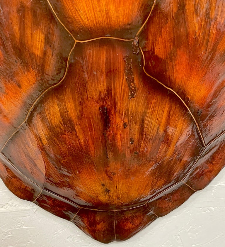 Faux Lacquered Wall Mount Sea Turtle Shell, Life Size For Sale at 1stDibs