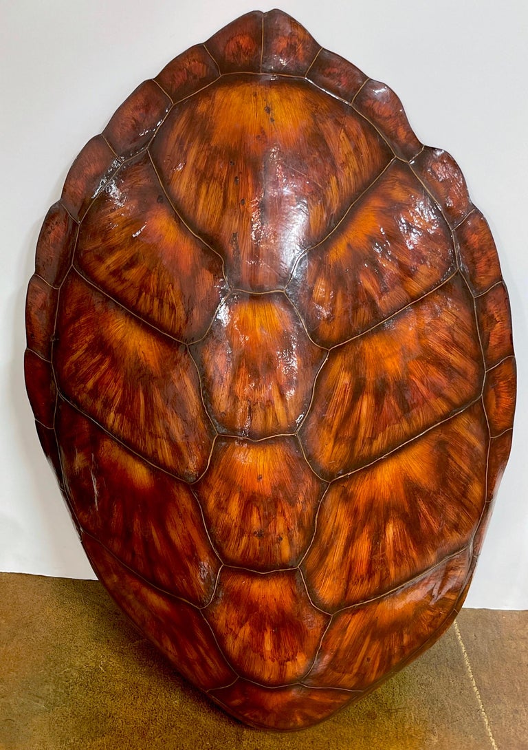 Faux Lacquered Wall Mount Sea Turtle Shell, Life Size For Sale at 1stDibs