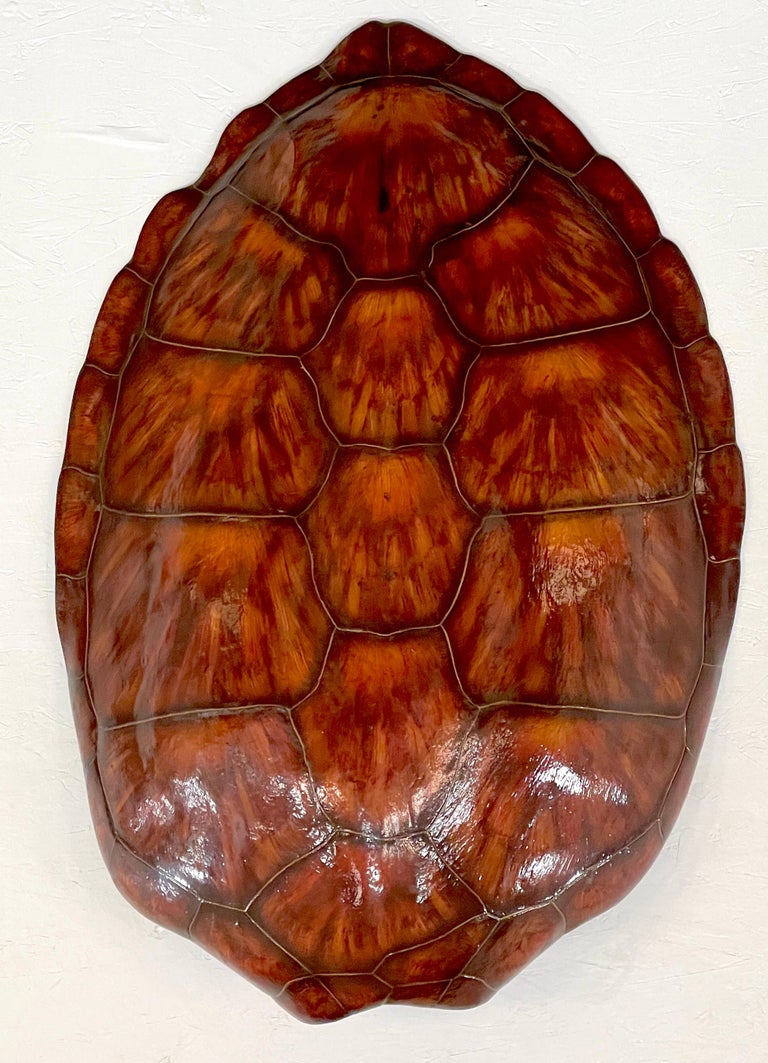 Faux Lacquered Wall Mount Sea Turtle Shell, Life Size For Sale at 1stDibs