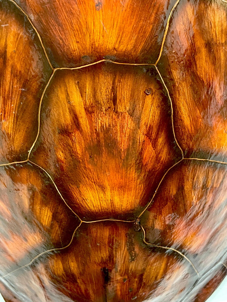 Faux Lacquered Wall Mount Sea Turtle Shell, Life Size For Sale at 1stDibs