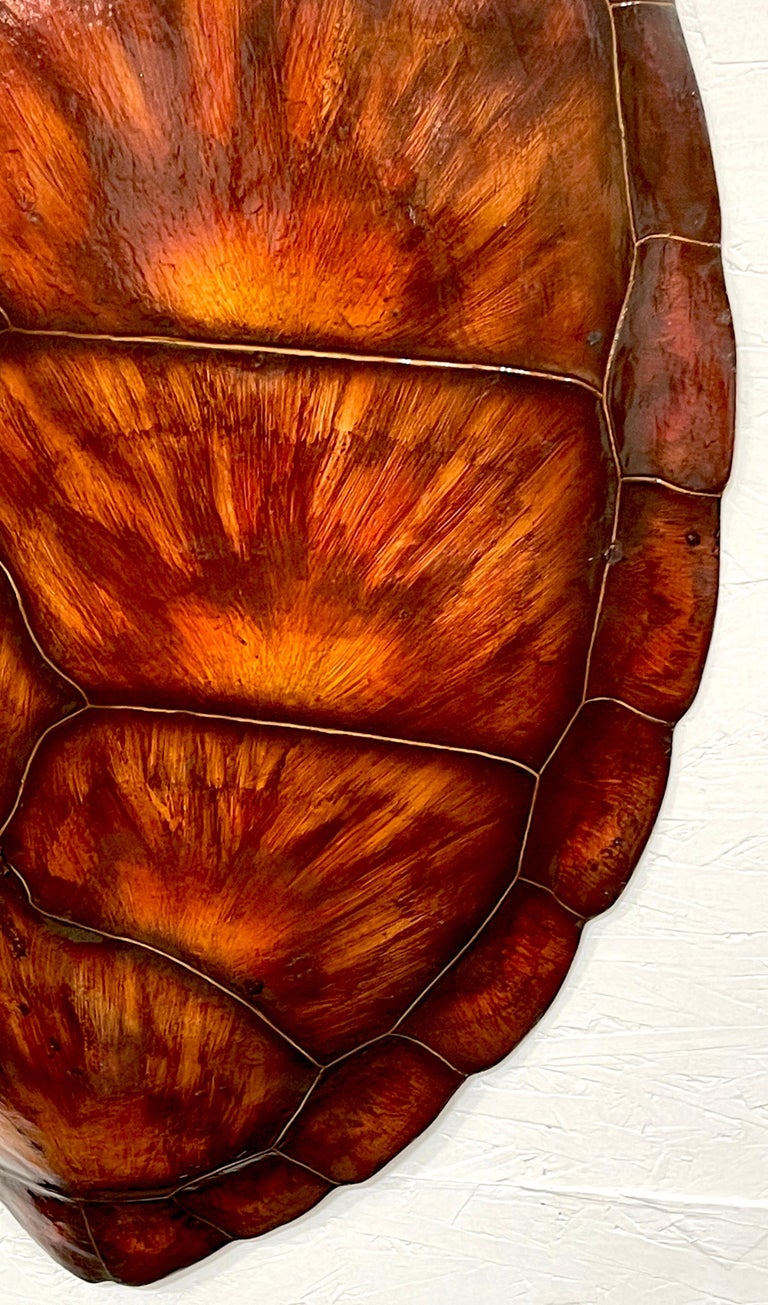Faux Lacquered Wall Mount Sea Turtle Shell, Life Size For Sale at 1stDibs