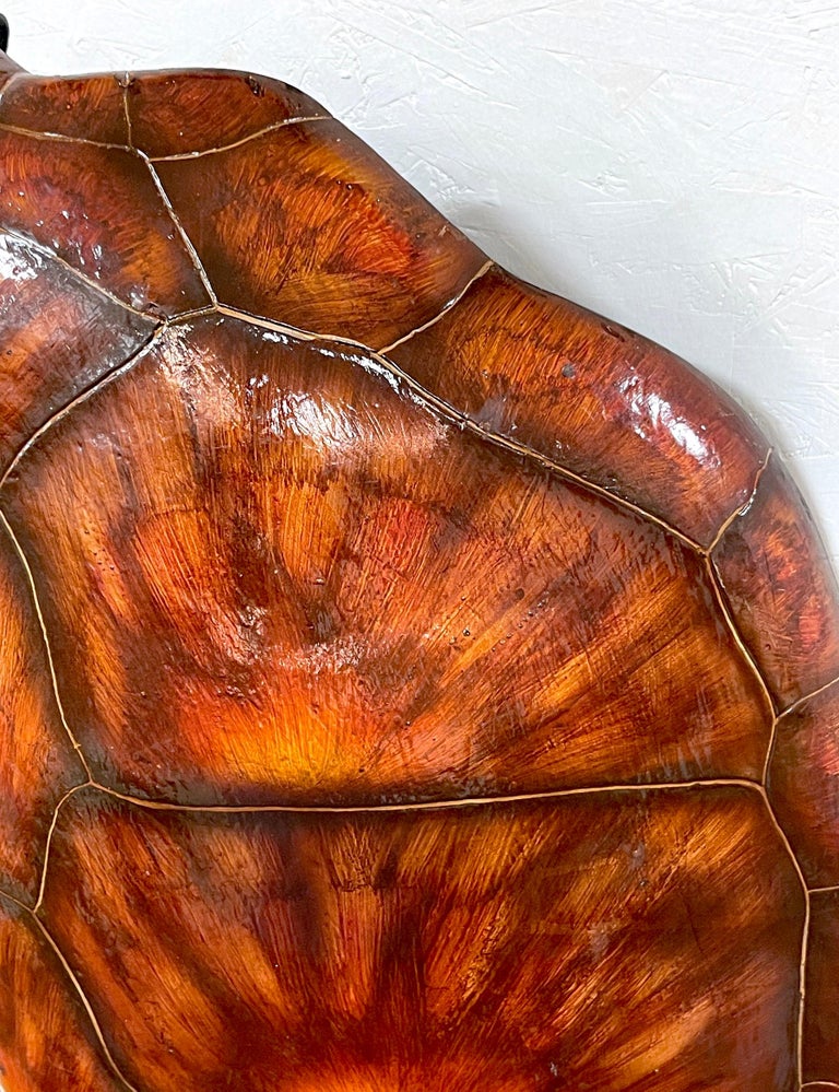 Faux Lacquered Wall Mount Sea Turtle Shell, Life Size For Sale at 1stDibs