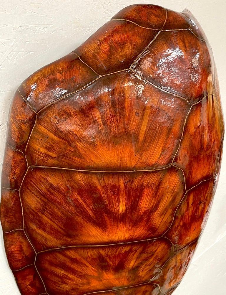 Faux Lacquered Wall Mount Sea Turtle Shell, Life Size For Sale at 1stDibs