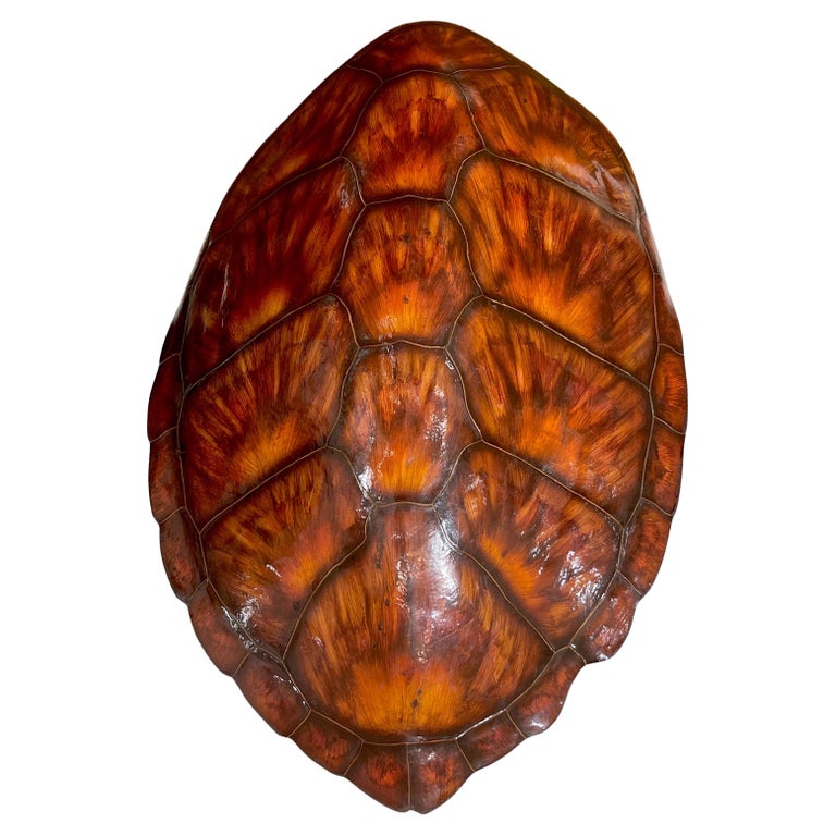 Faux Lacquered Wall Mount Sea Turtle Shell, Life Size For Sale at 1stDibs