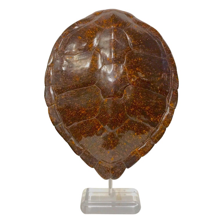 Faux Tortoise Shell Sculpture by Jean Roy Designs at 1stDibs