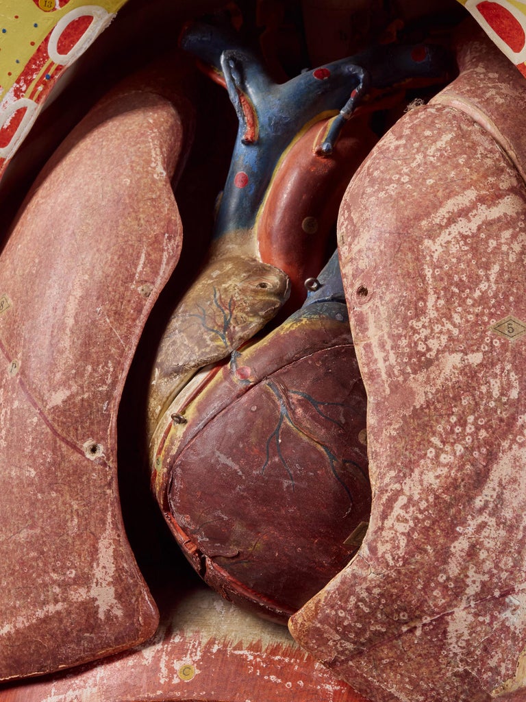 Female Life-Size Anatomical Ecorche Torso Model, Shimadzu Corp For Sale ...