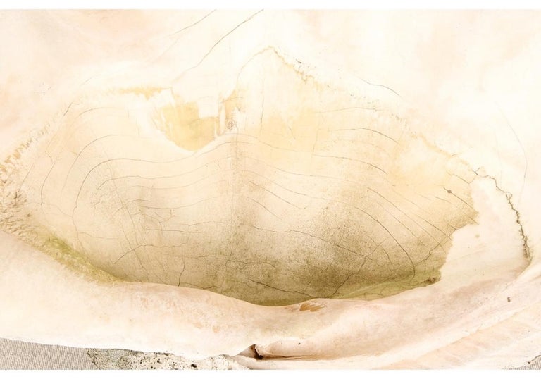 Fine and Very Large Deep Sea Clam Shell Specimen For Sale at 1stDibs