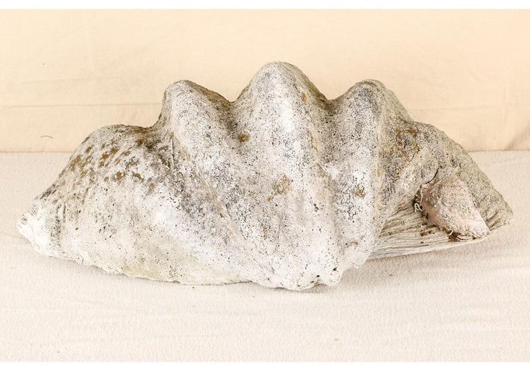 Fine and Very Large Deep Sea Clam Shell Specimen For Sale at 1stDibs