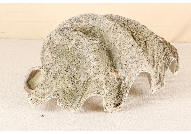 Fine and Very Large Deep Sea Clam Shell Specimen For Sale at 1stDibs