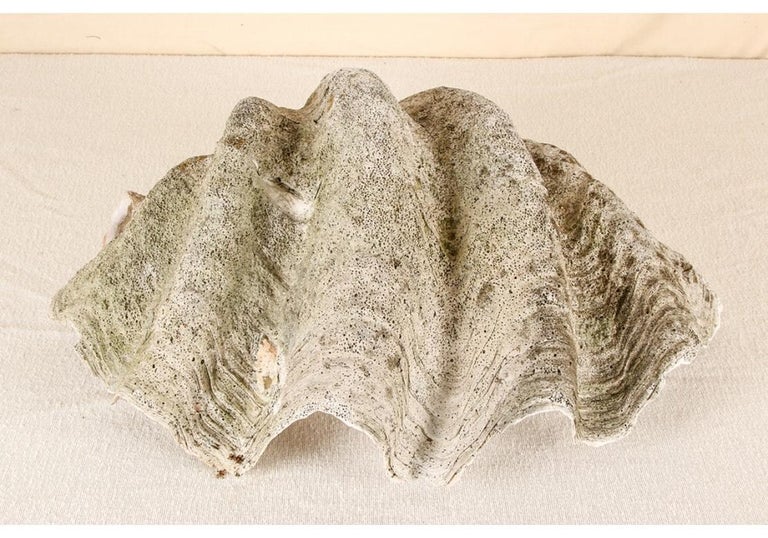 Fine and Very Large Deep Sea Clam Shell Specimen For Sale at 1stDibs
