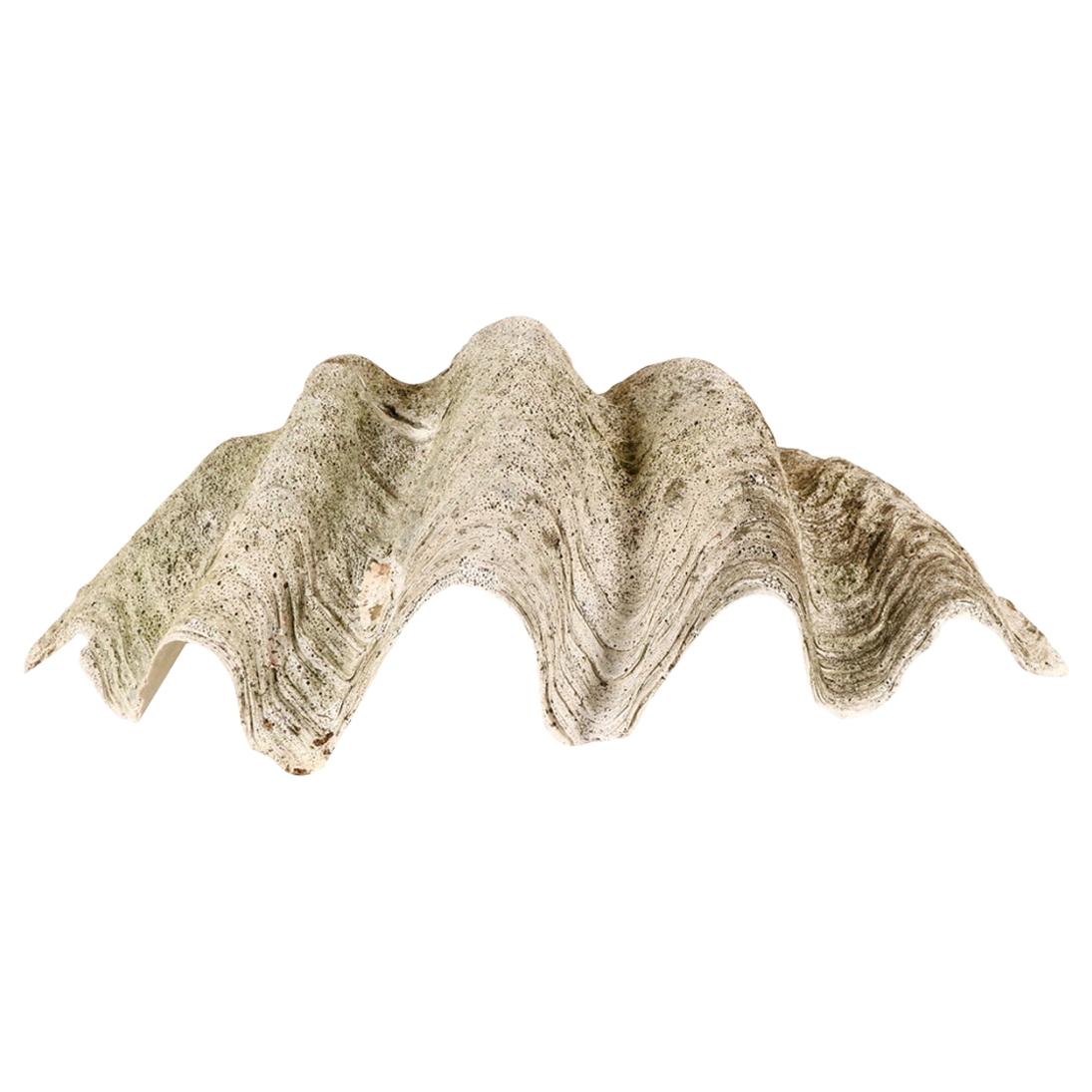 Fine and Very Large Deep Sea Clam Shell Specimen For Sale at 1stDibs