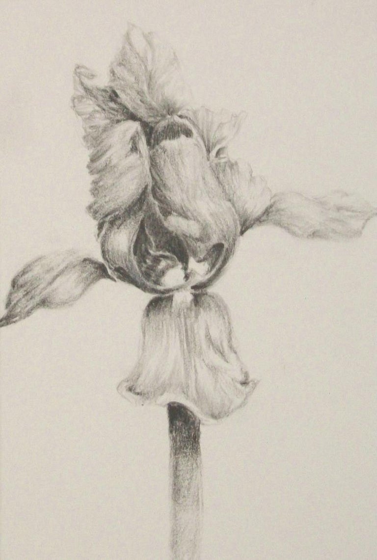 Fine Graphite Drawing of an Iris - Initialed L.T. - Canada - Late 20th ...