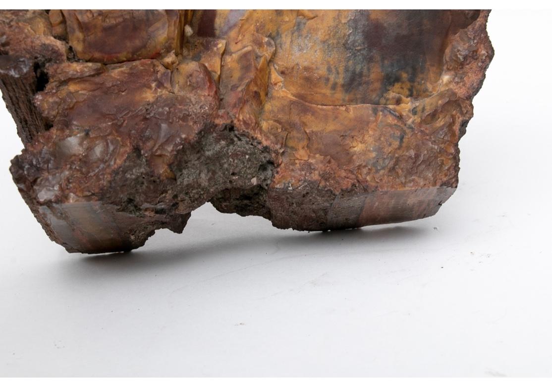 Fine Petrified Wood Specimen at 1stDibs