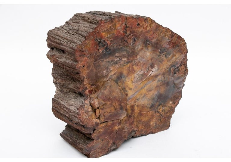 Fine Petrified Wood Specimen For Sale at 1stDibs