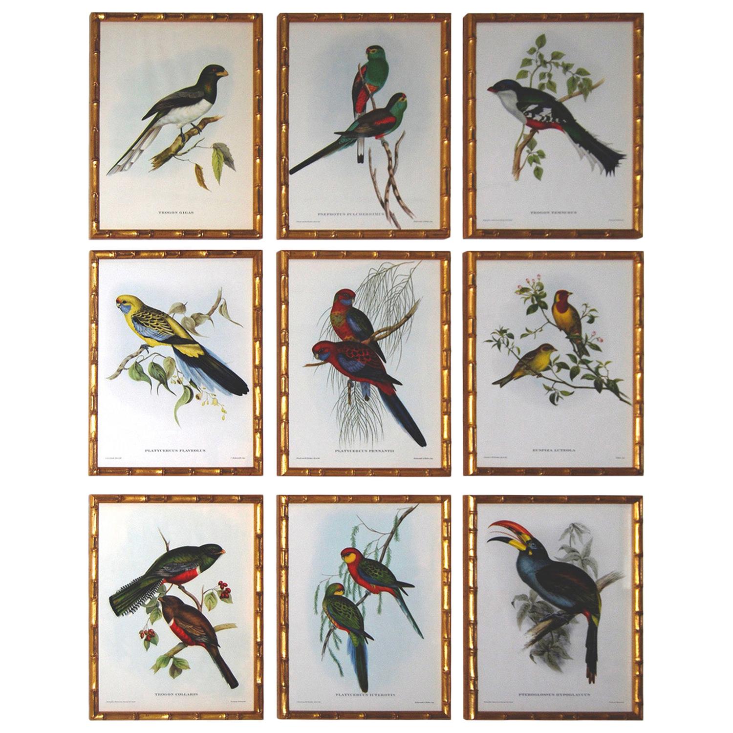 Fine Set of 9 Exotic Bird Lithographs at 1stDibs
