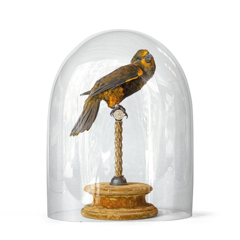 Fine Taxidermy Duyvenbode's Lory by Sinke and van Tongeren For Sale at ...