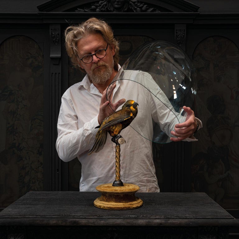 Fine Taxidermy Duyvenbode's Lory by Sinke and van Tongeren For Sale at ...