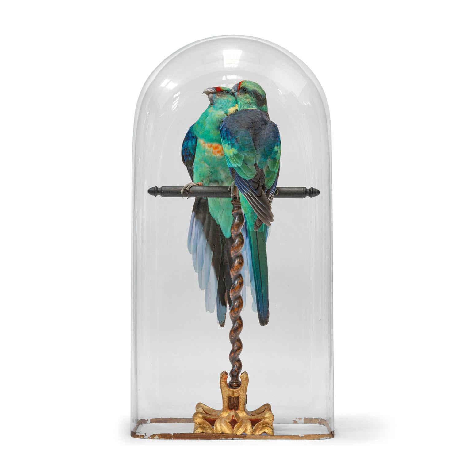 Fine Taxidermy Mallee Ringneck Duo by Sinke and Van Tongeren at 1stDibs