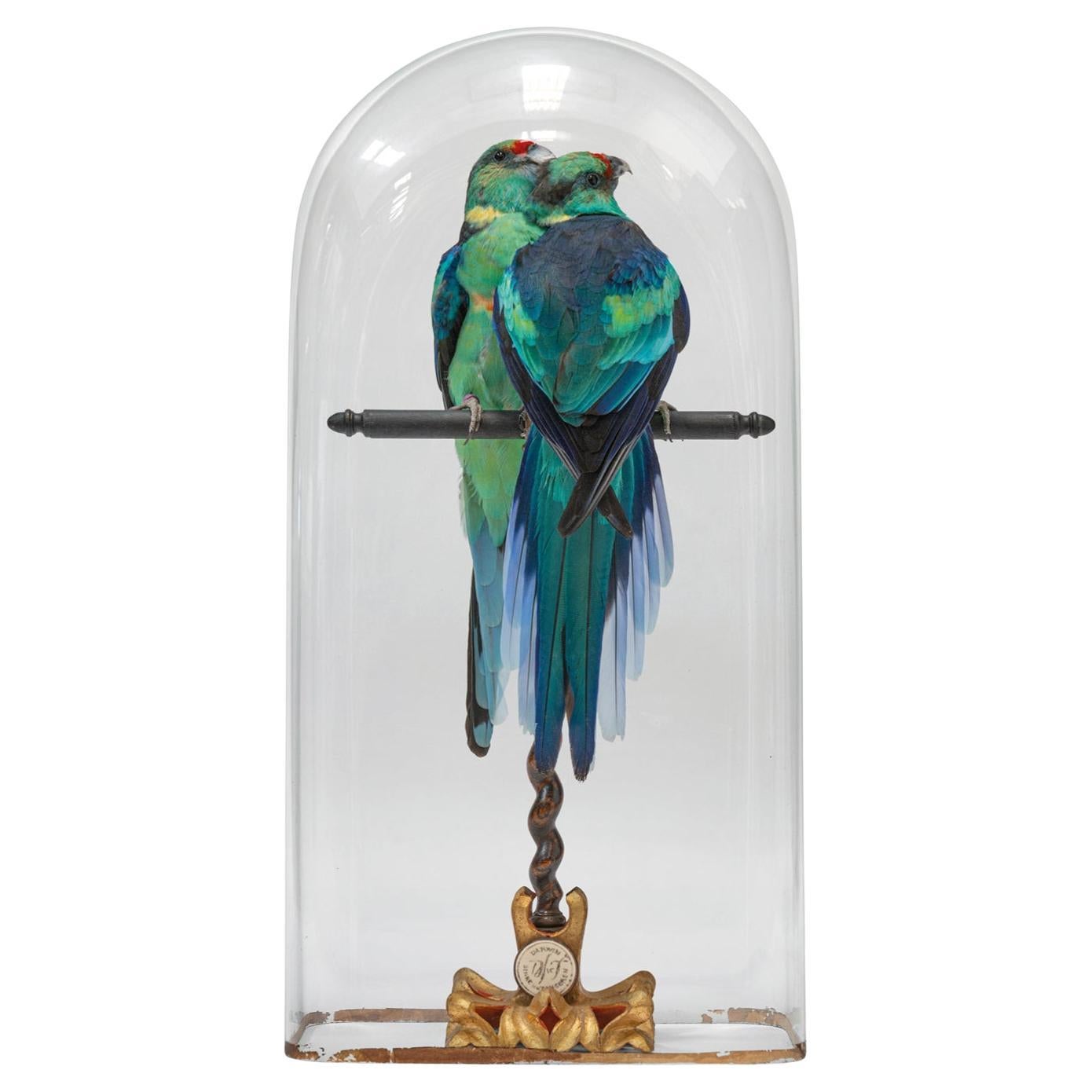 Fine Taxidermy Mallee Ringneck Duo by Sinke and Van Tongeren at 1stDibs