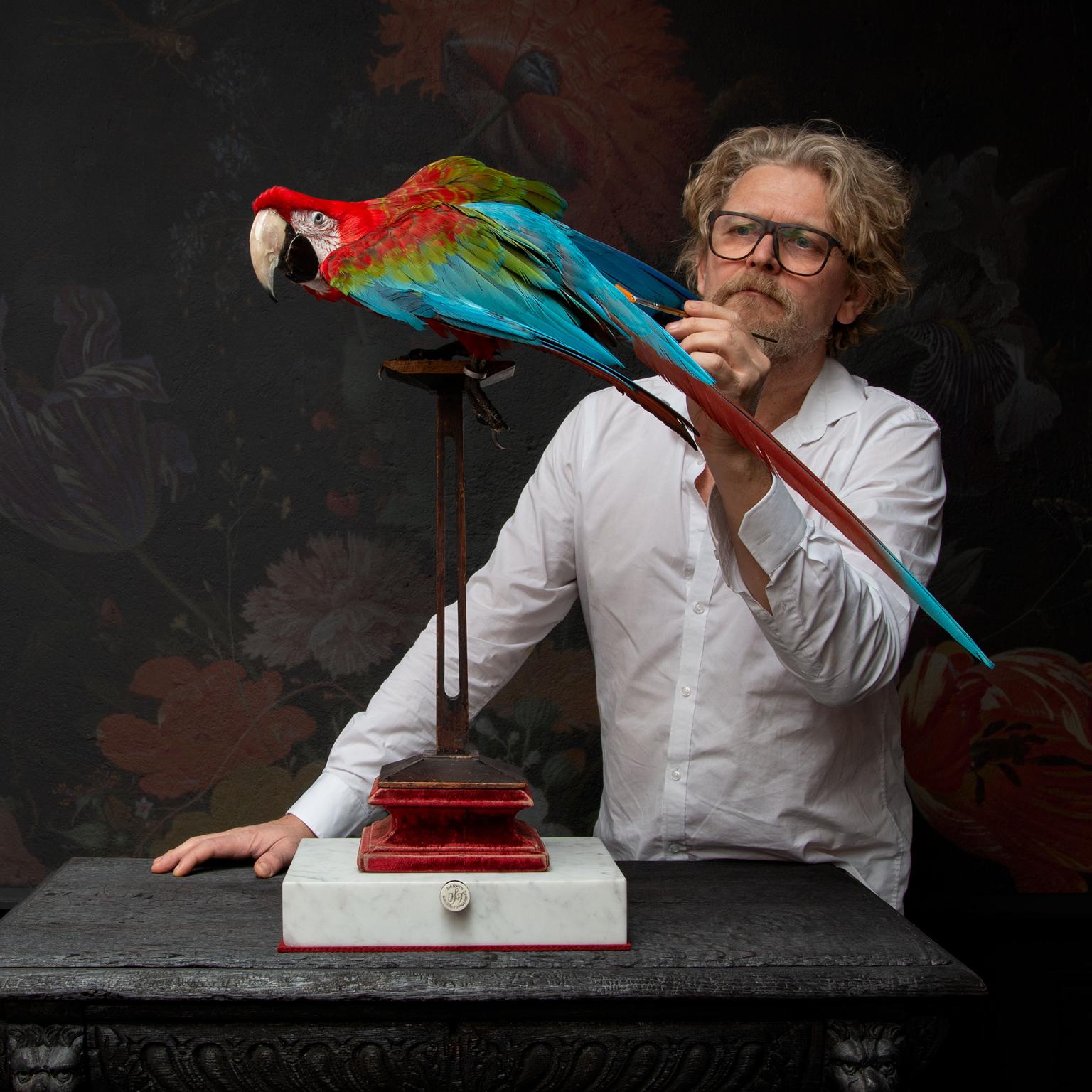 Fine Taxidermy Red-and-green Macaw I by Sinke and Van Togeren at 1stDibs