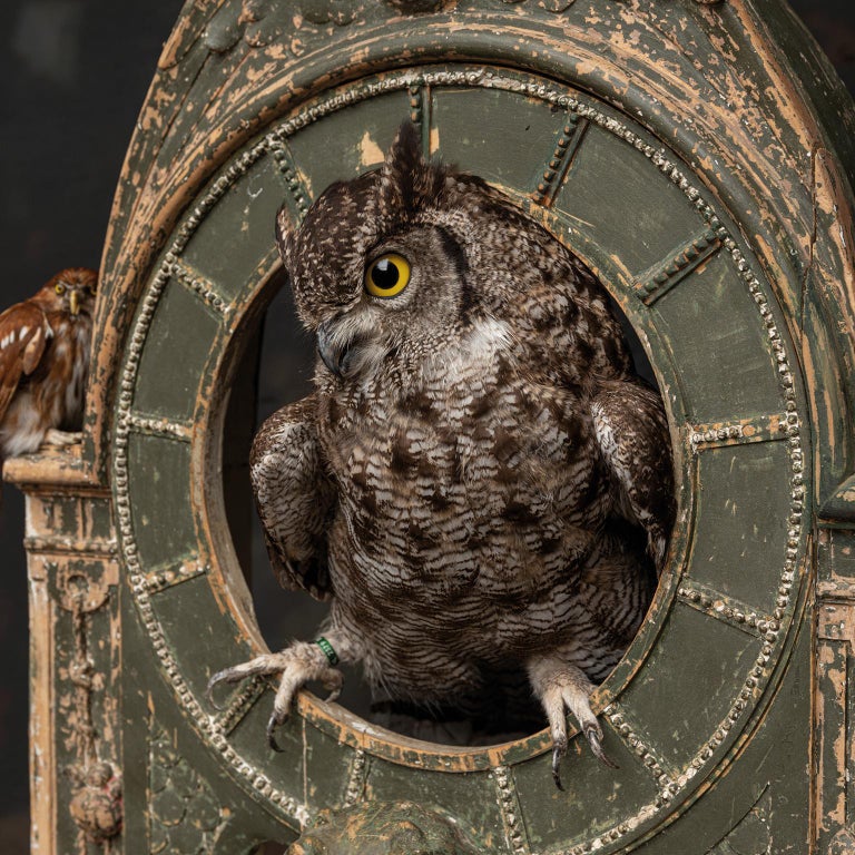 Fine Taxidermy Tower of Owls by Sinke and Van Tongeren For Sale at 1stDibs