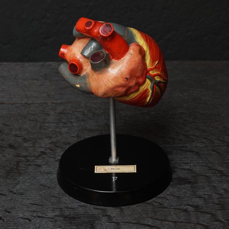 Five 1950s German Anatomical VEB SVL Models of Animal Hearts at 1stDibs ...