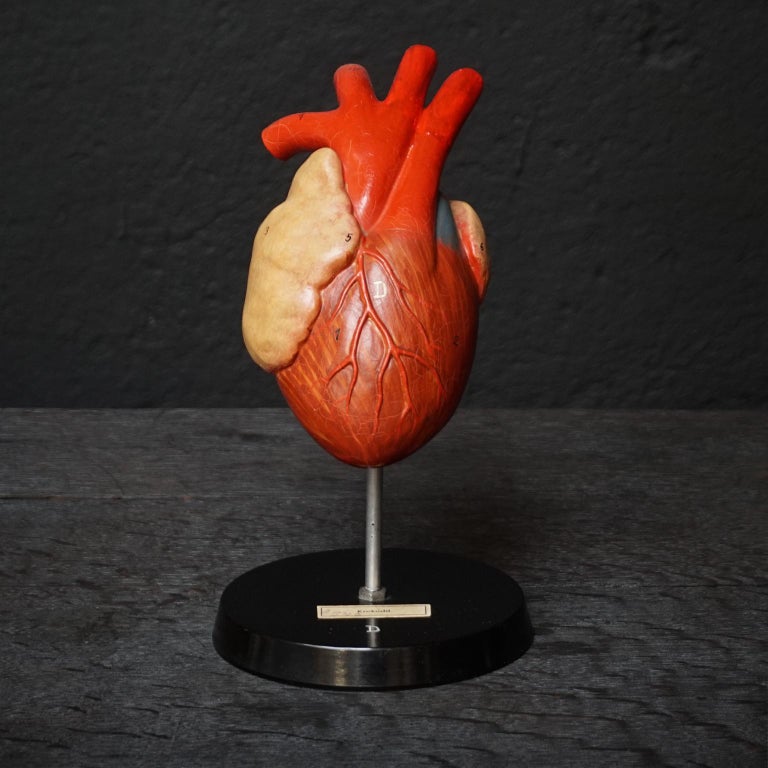 Five 1950s German Anatomical VEB SVL Models of Animal Hearts at 1stDibs ...