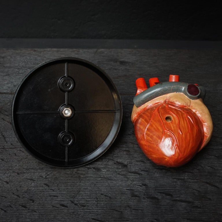 Five 1950s German Anatomical VEB SVL Models of Animal Hearts at 1stDibs ...