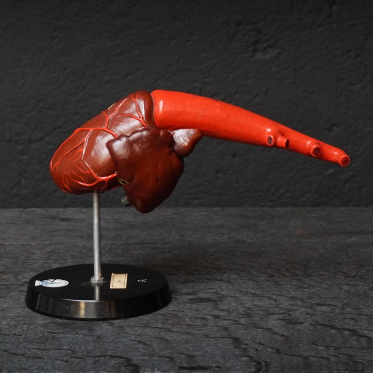 Five 1950s German Anatomical VEB SVL Models of Animal Hearts at 1stDibs ...